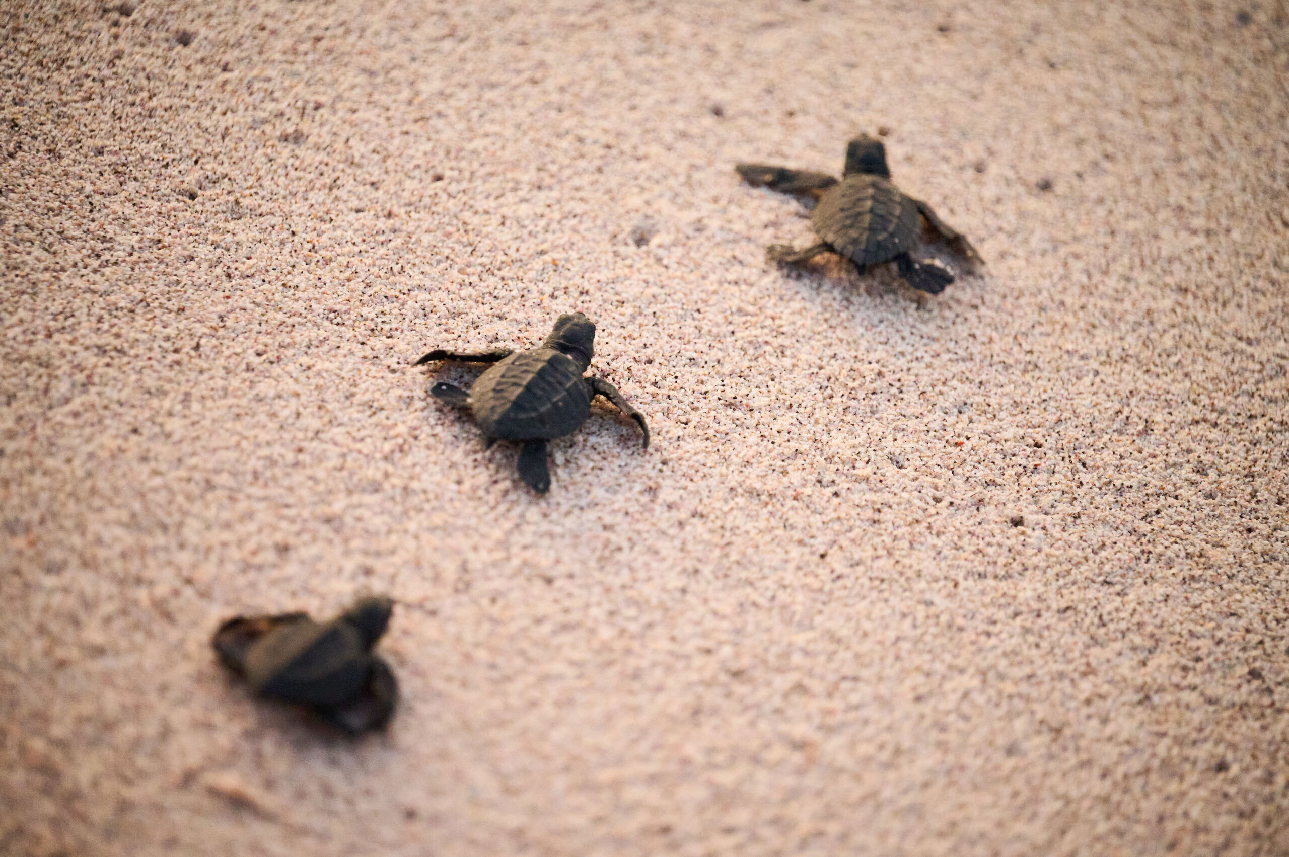 Four Seasons Punta Mita conserves Olive Ridley sea turtles ...